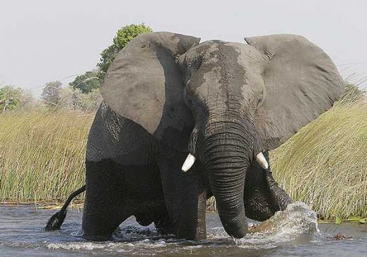 Top 10 Deadliest Animals Around the World