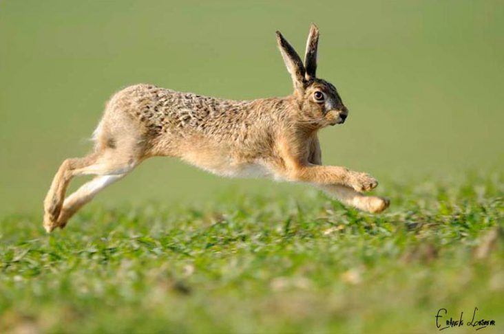 Fastest Animals in The World - Top 10 - Wonderslist