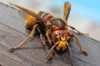 10 Most Terrifying Insects in the World - Wonderslist