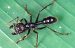 10 Most Terrifying Insects in the World - Wonderslist