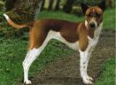 10 Unique Dog Breeds You May Never Come Across - WondersList