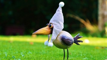 Top 10 Creepy and Funny Looking Birds in the world