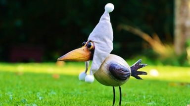 Top 10 Creepy and Funny Looking Birds in the world
