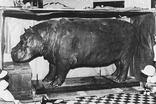 Top 10 Historically Famous Animals - Wonderslist