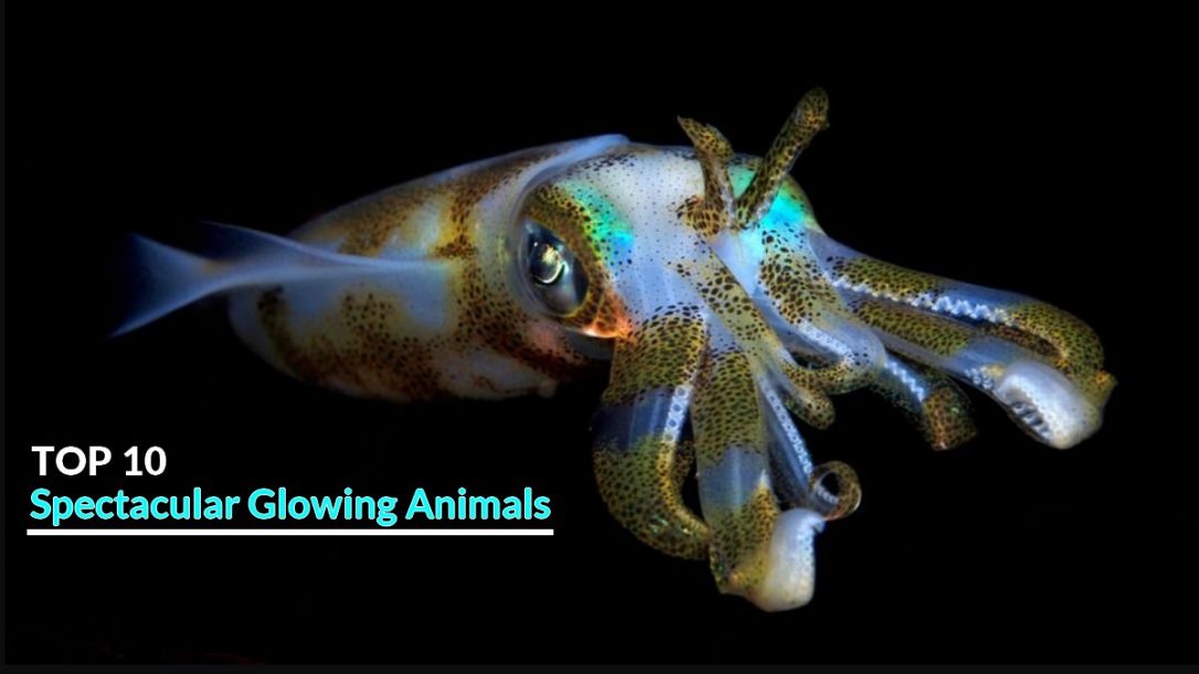 The 10 Spectacular Glowing Animals - Wonderslist