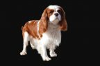 Top 10 Extinct Breeds of Dogs - Wonderslist