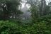 Top 10 Exotic Cloud Forest Around The Globe