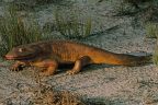 10 Weird Prehistoric Creatures That Can Spook You