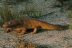 10 Weird Prehistoric Creatures That Can Spook You
