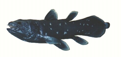 10 Most Bizarre Nigerian Myths - Education - Nigeria