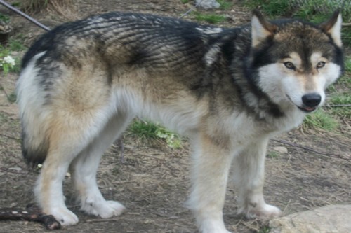 10 Amazing Animals Cross-Breed You Would Like to See