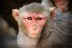 Top 10 Smartest Animals on Our Planet - WondersList