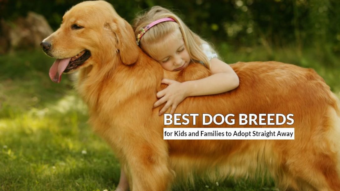 Top 10 Dog Breeds for Kids and Families - Best Dogs for Children