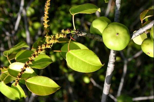 10 Most Poisonous Plants on Earth - World's Deadliest Plants