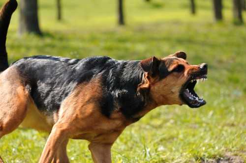 Top 10 Bad Dog Behaviors - Most Common Bad Habits of Dogs