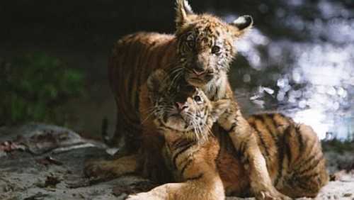 Classic Animal Movies with Moral Lessons - Top 10 Movies