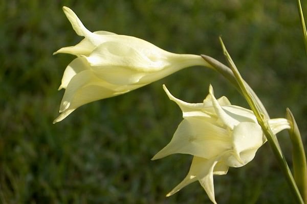 10 Most Beautiful Night Blooming Flowers That Really Mesmerize You ...