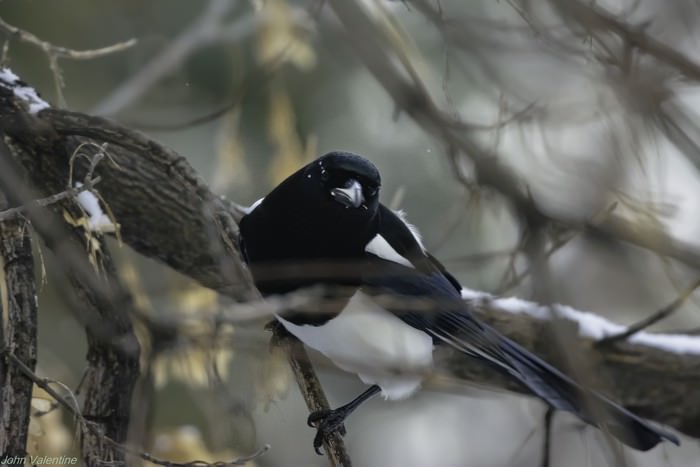 Most Intelligent Birds - TOP 10 Smartest Bird Species in the World