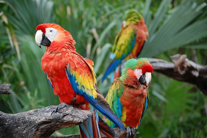 Most Intelligent Birds - TOP 10 Smartest Bird Species in the World