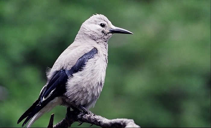 Most Intelligent Birds - TOP 10 Smartest Bird Species in the World