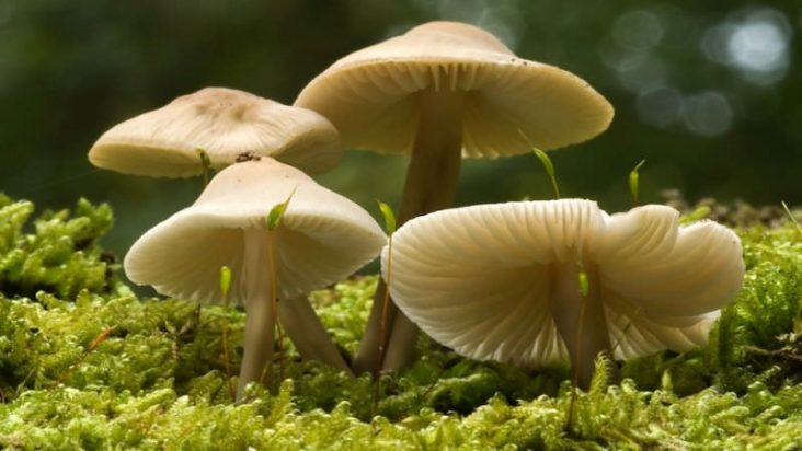 Top 10 Most Poisonous Foods in the World - Wonderslist