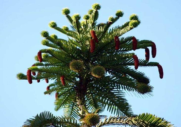 Top 10 Strangest Trees All Around the World - Wonderslist