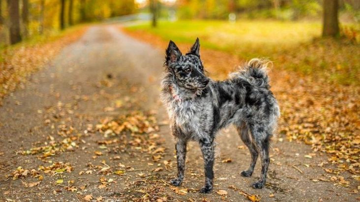 10 Unique Dog Breeds You May Never Come Across - WondersList