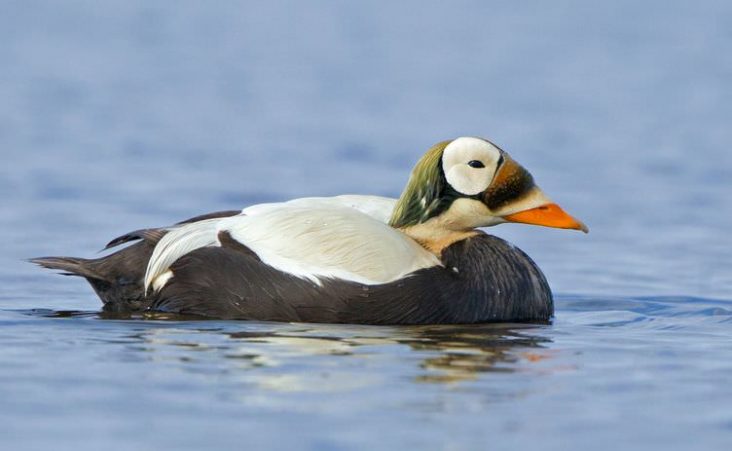 10 most beautiful and unusual ducks in the world - Wonderslist