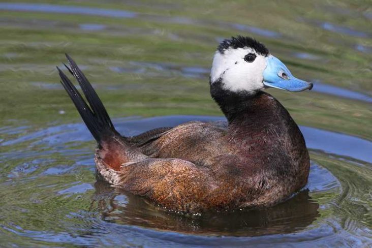 10 most beautiful and unusual ducks in the world - Wonderslist