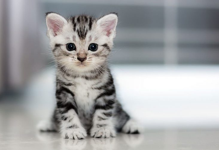 8 Best and Adorable Pets for Kids and Families - WondersList