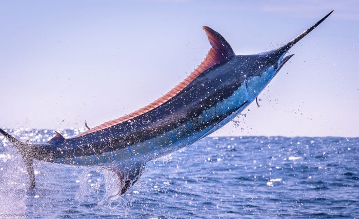 Biggest Fish in the World- Top 10 Largest Fish Ever Caught