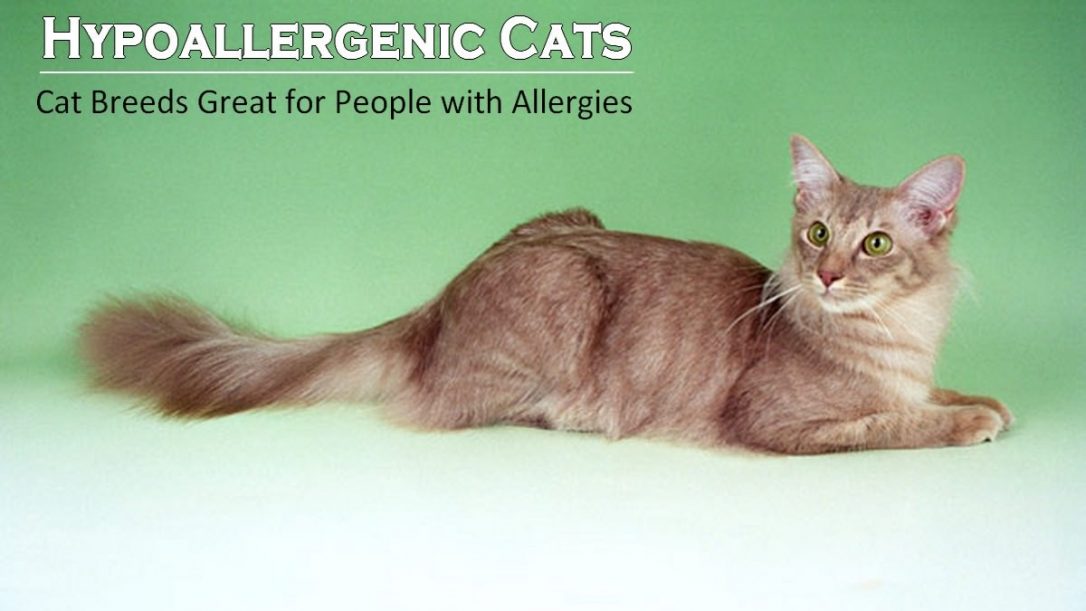 Top 10 Most Bizarre Cat Breeds in The World - Strangest Cat Breeds