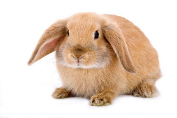 Smallest Rabbit Breeds: 10 Rabbits that Stay Small Forever - Wonderslist