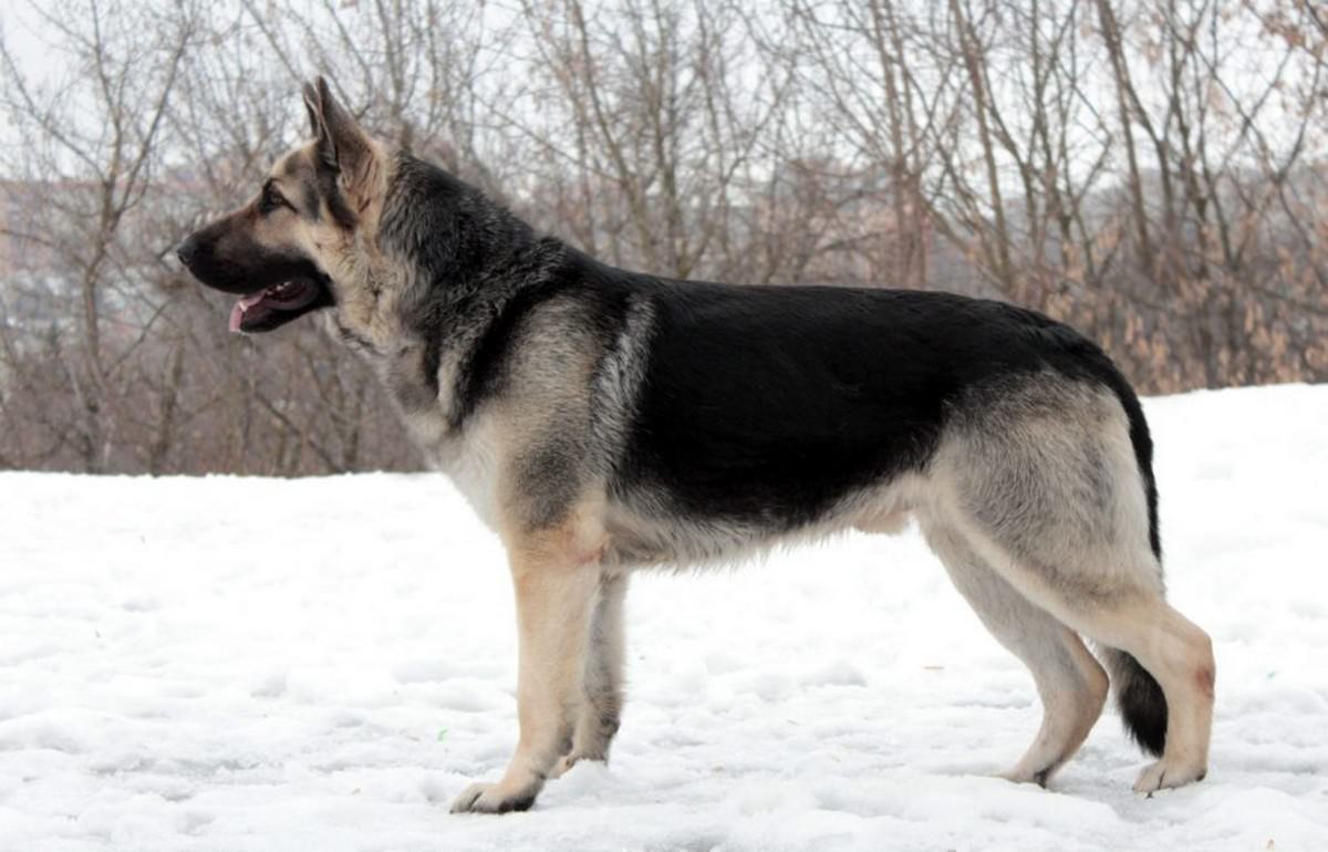German Shepherd Look Alike - 10 Breeds that Look Like a GSD
