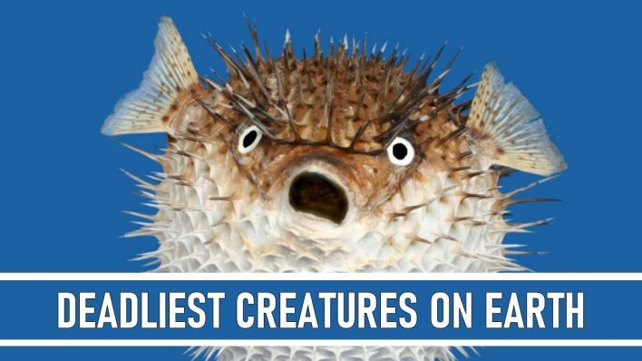 Top 10 Deadliest Creatures on Earth - Wonderslist