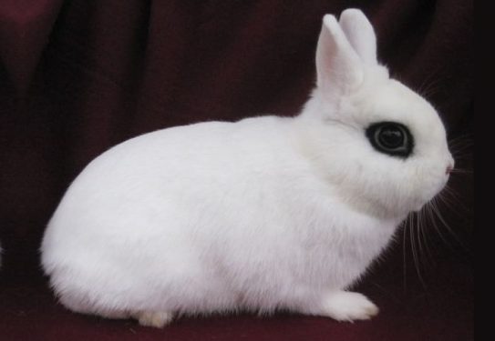 Smallest Rabbit Breeds: 10 Rabbits that Stay Small Forever - Wonderslist