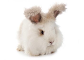 Smallest Rabbit Breeds: 10 Rabbits that Stay Small Forever - Wonderslist