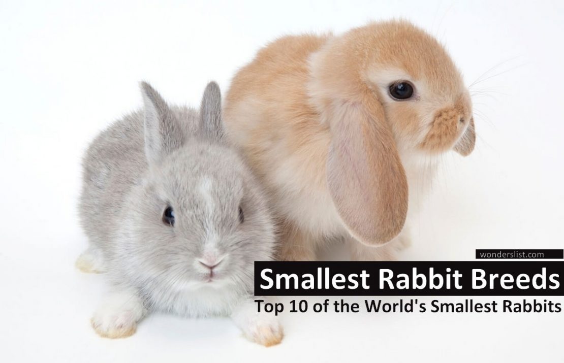 Smallest Rabbit Breeds: 10 Rabbits that Stay Small Forever - Wonderslist