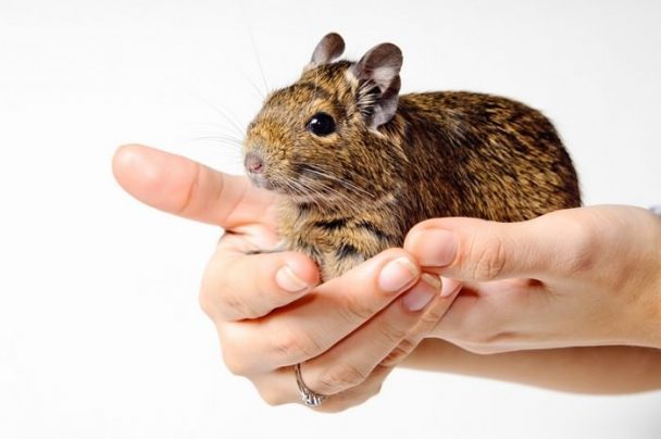 Top 10 Rodents as Pets - Get One For Yourself Today - Wonderslist