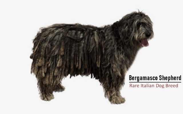 10 Best Italian Dog Breeds for Your Home - Best Pets and Guards