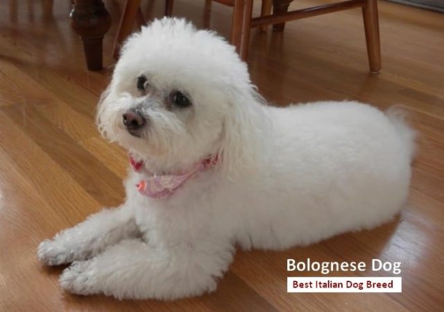 10 Best Italian Dog Breeds for Your Home - Best Pets and Guards