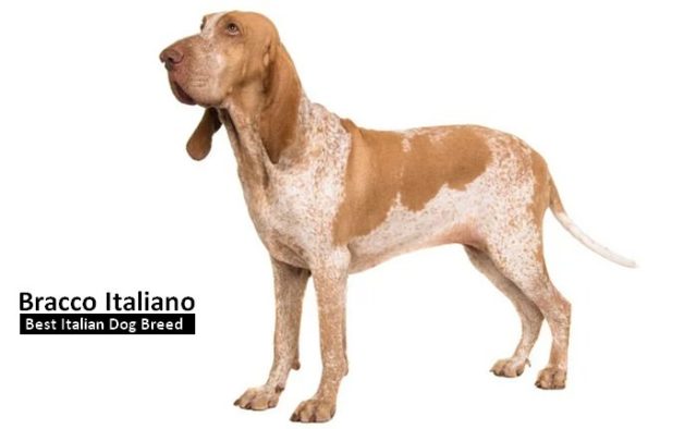 10 Best Italian Dog Breeds for Your Home - Best Pets and Guards
