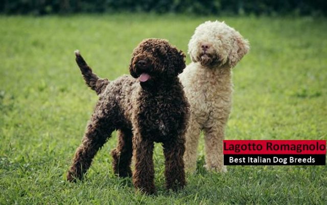 10 Best Italian Dog Breeds for Your Home - Best Pets and Guards