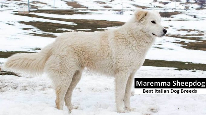 10 Best Italian Dog Breeds for Your Home - Best Pets and Guards