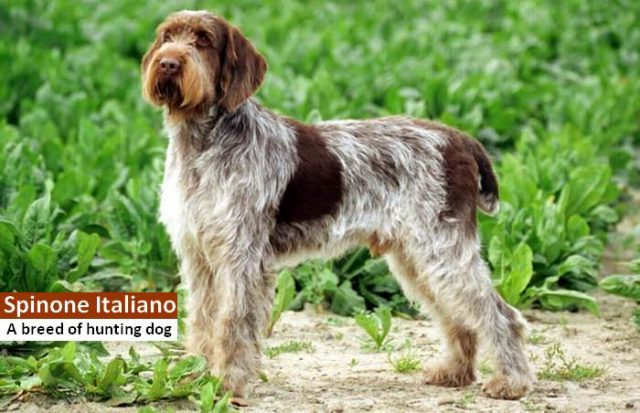 10 Best Italian Dog Breeds for Your Home - Best Pets and Guards