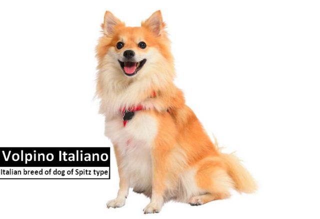 10 Best Italian Dog Breeds for Your Home - Best Pets and Guards